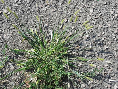 Setaria Viridis L Pbeauv Plants Of The World Online Kew Science
