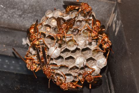 Stinging Insect Nests Identification Stinging Insects Info