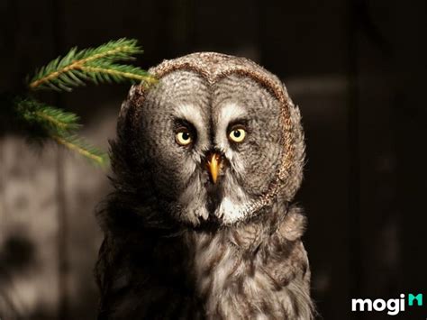 Chim Lợn Kêu Có Phải điềm Báo Xui Xẻo Trong Tâm Linh