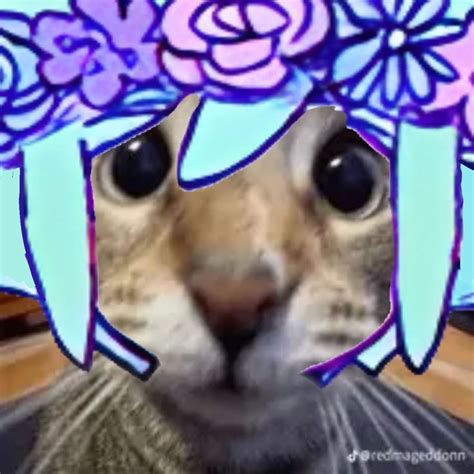 Cat Basil Losing Faith In Humanity Favorite Character I Have No Friends