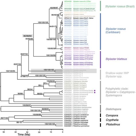 Time Calibrated Phylogeny For Lace Corals Obtained Using Bayesian