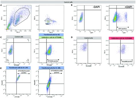 Cell Sorting Of Transfected Ko And Ki Hipscs Flow Cytometry Dot Plots