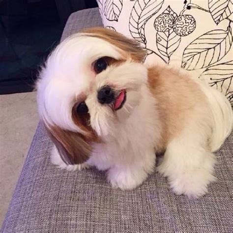 西施犬发型 西施犬造型 大山谷图库
