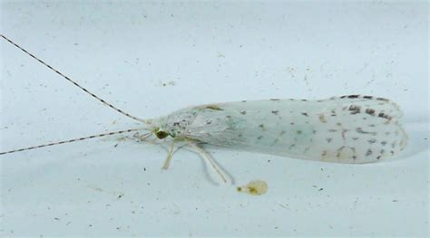 Nectopsyche Candida Prairie Haven