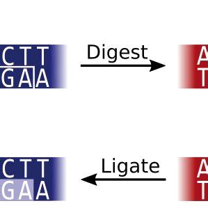 A Diagram Summarising The Hi C Experimental Protocol The Red And Blue Download Scientific