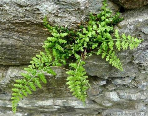 Asplenium Species Flores De Los Caminos A Santiago