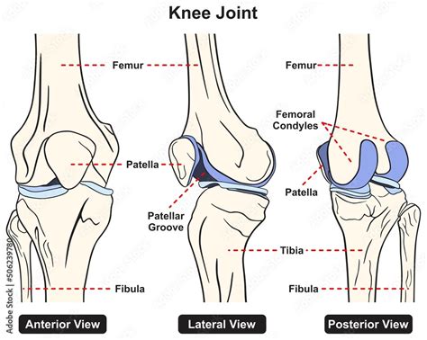 Vetor Do Stock Knee Joint Anatomy Infographic Diagram Medical Science Education Structure Parts