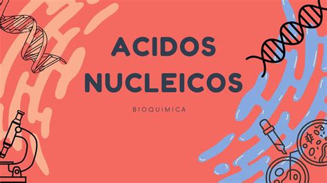 Bioquímica ácidos Nucleicos Valeria Ariza Udocz