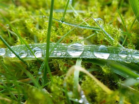 Reseeding A Moss Covered Lawn Quick And Easy Guide