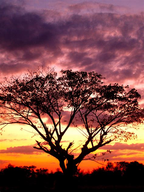 무료 이미지 자연 수평선 분기 구름 해돋이 일몰 들 전망 새벽 분위기 황혼 환경 저녁 높은 조용한 풍경화 날씨 대초원 클라우드 스케이프