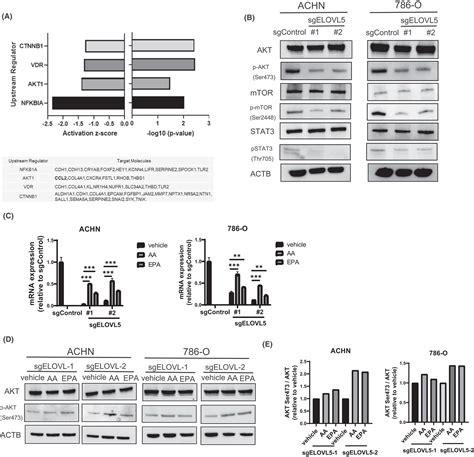 Elovl5‐mediated Fatty Acid Elongation Promotes Cellular Proliferation
