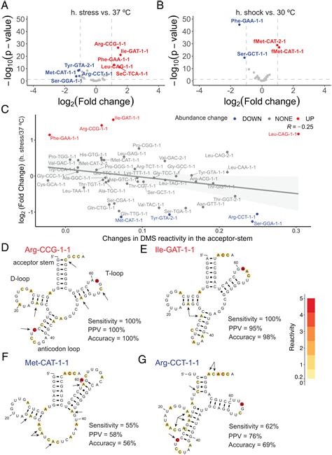 Genome Wide Analysis Of The In Vivo Trna Structurome Reveals Rna