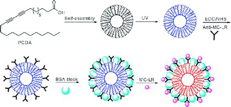 Description Of The Mc Lr Detection Procedure Reproduced With Download Scientific Diagram