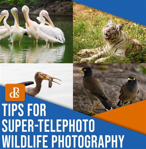 7 Tips For Beautiful Super Telephoto Wildlife Images