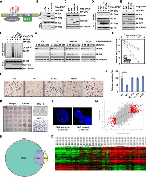Spop Promotes Ubiquitination And Degradation Of The Erg Oncoprotein To Suppress Prostate Cancer