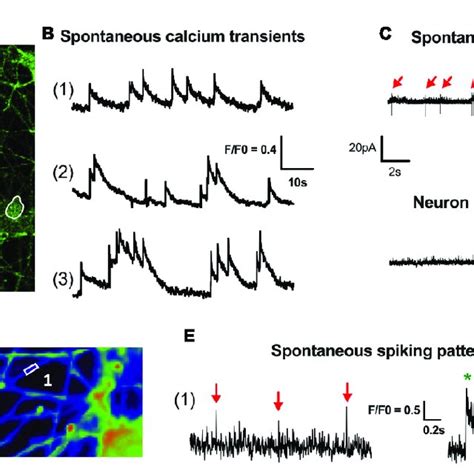 Activity Of Enteric Neurons Within The Network Ab Fluorescence