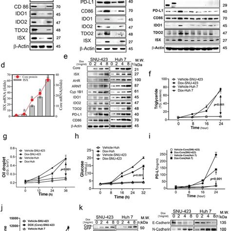 The Hepatitis C Virus Hcv Core Intestine‐specific Homeobox Isx Axis Download Scientific