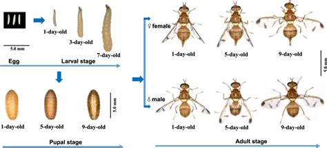Fruit Fly Life Cycle Stages Fs1246 Spotted Wing Drosophila A Key