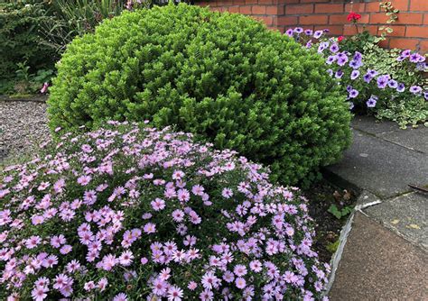 Symphyotrichum Aster ‘small Ness Rootstock