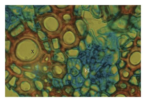 Image Of Root Cross Section Of Specimen From El Yali National Reserve