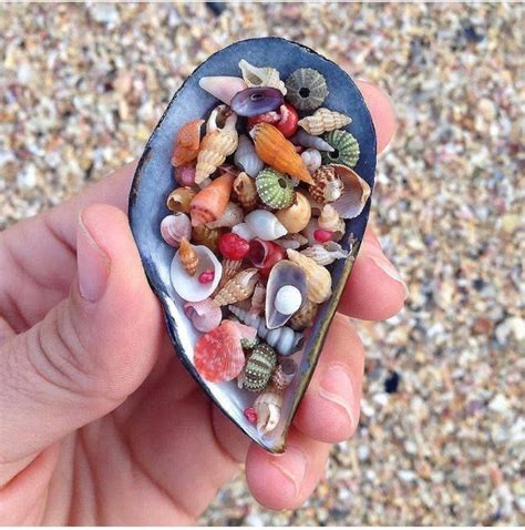 Tiny Tiny Shells Roddlysatisfying