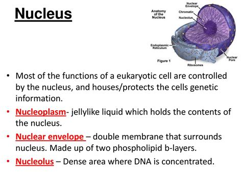 Cell Structure And Function Ppt Download