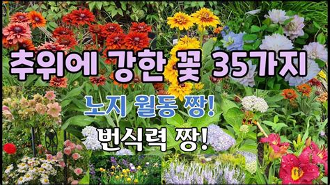 추위에 강한 꽃 35가지 노지월동 짱 번식력 짱 작은 정원 계획 정원 조경수 재활용 정원