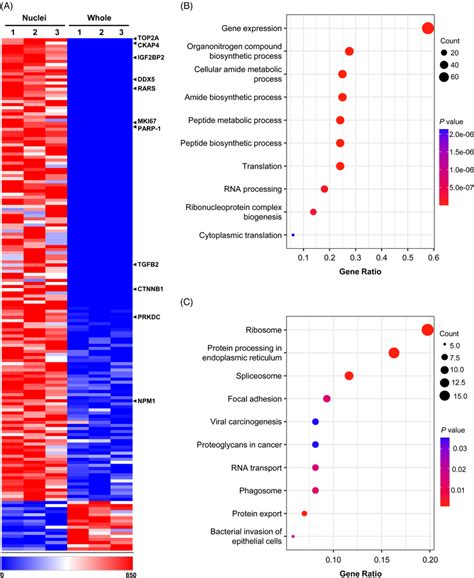 Puromycin‐associated Nascent Chain Proteomics Punch‐p Analysis Of Pc3