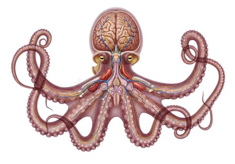Octopus Anatomy Illustration Stock Illustration Illustration Of