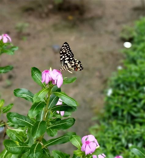 Worldphotographyday Mobilephotography Abhishek Kumar Mishra