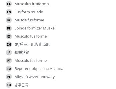 Fusiform Muscle Vet Anatomy IMAIOS