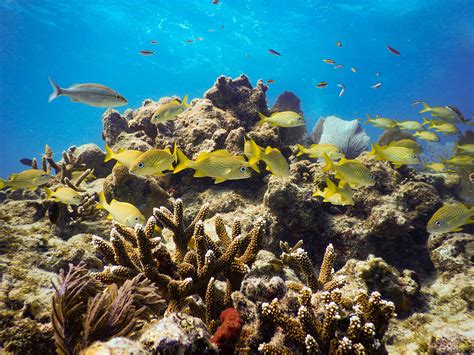 Dive Report Healthy Corals Healthy Keys