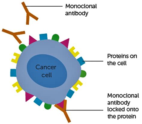 Cancer Immunotherapy Types Of Immunotherapy And Side Effects