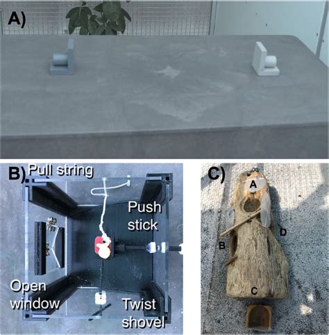 We Assessed Flexibility As The Latency To Switch A Preference Across