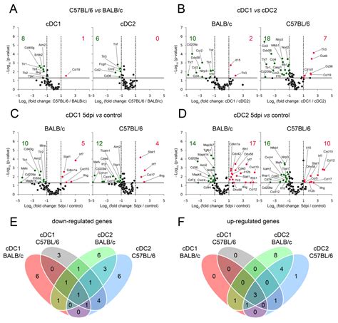 Cells Free Full Text Differential Activation Of Splenic Cdc1 And Cdc2 Cell Subsets Following