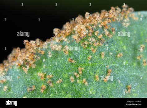 Tetranychus Urticae Red Spider Mite Or Two Spotted Spider Mite Is A