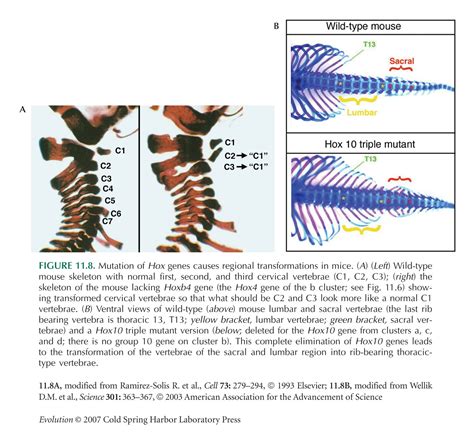 Evolution Figures Chapter 11