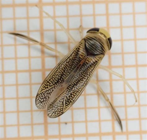 Réf 259636 — Insecta Heteroptera Corixidae Sigara Sigara