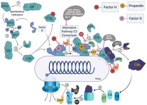 The Activation And Regulation Of The Alternative Pathway And Its Download Scientific Diagram