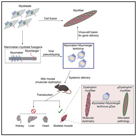 Cell：利用天然细胞融合蛋白，创造出新型基因治疗递送载体，可特异性靶向骨骼肌 腾讯新闻