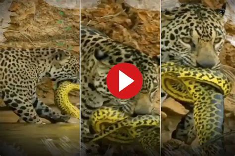 Viral Video Jaguar Spots Python While Drinking Water Watch What Happens Next
