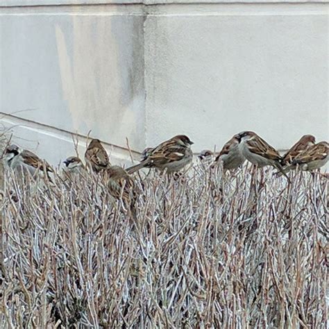Bird Life In The Anthropocene Understanding Convergent Adaptation To