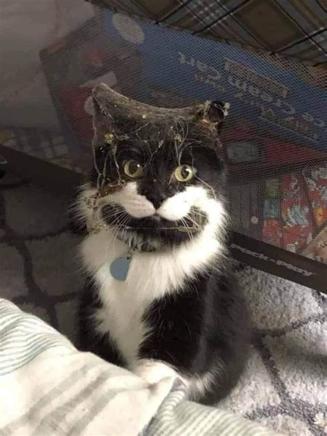 Process Finished With Exit Code 134 Interrupted By Signal 6 Sigabrt Rcat