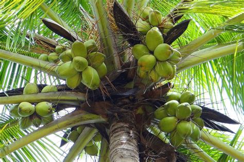 Masa Depan Kelapa Di Negeri Nyiur Melambai