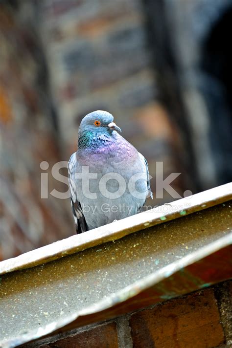 단계에서 회색 비둘기 스톡 사진 Freeimages