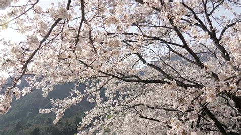 樱花盛开 livekong来悟空