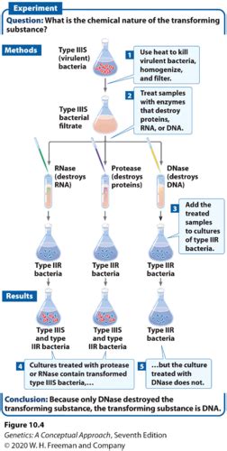 Genetics Chapter 10 Flashcards Quizlet