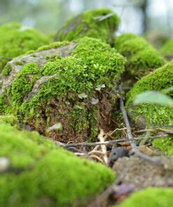 Buy Live Rock Capmood Moss Dicranum Scoparium Moss And Stone Gardens