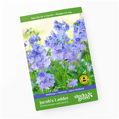 Polemonium Caeruleum Jacobs Ladder Seeds Stocks And Green