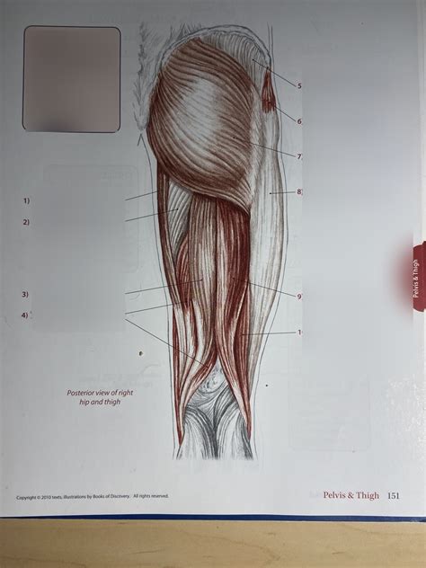 Function Anatomy Pg 151 Diagram Quizlet